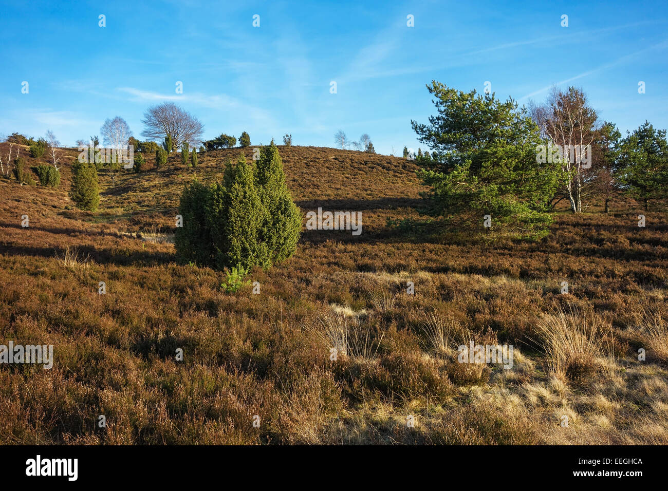Landscape in the Lueneburger Heide (Germany Stock Photo - Alamy