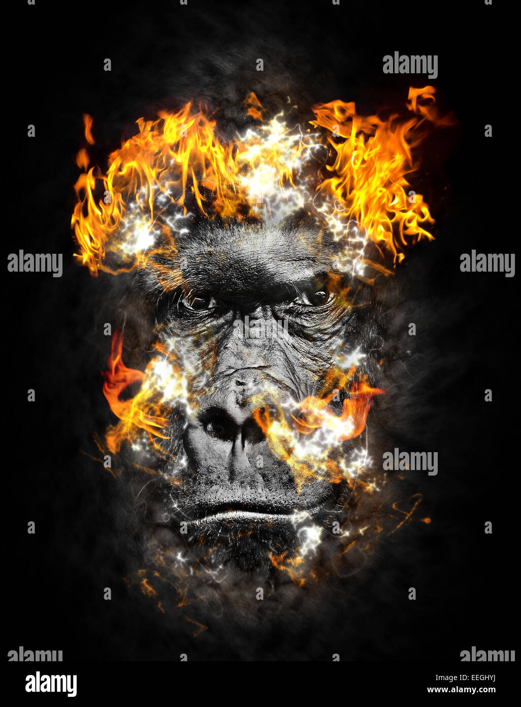 Portrait of a western lowland Silverback Gorilla on fire Stock Photo ...