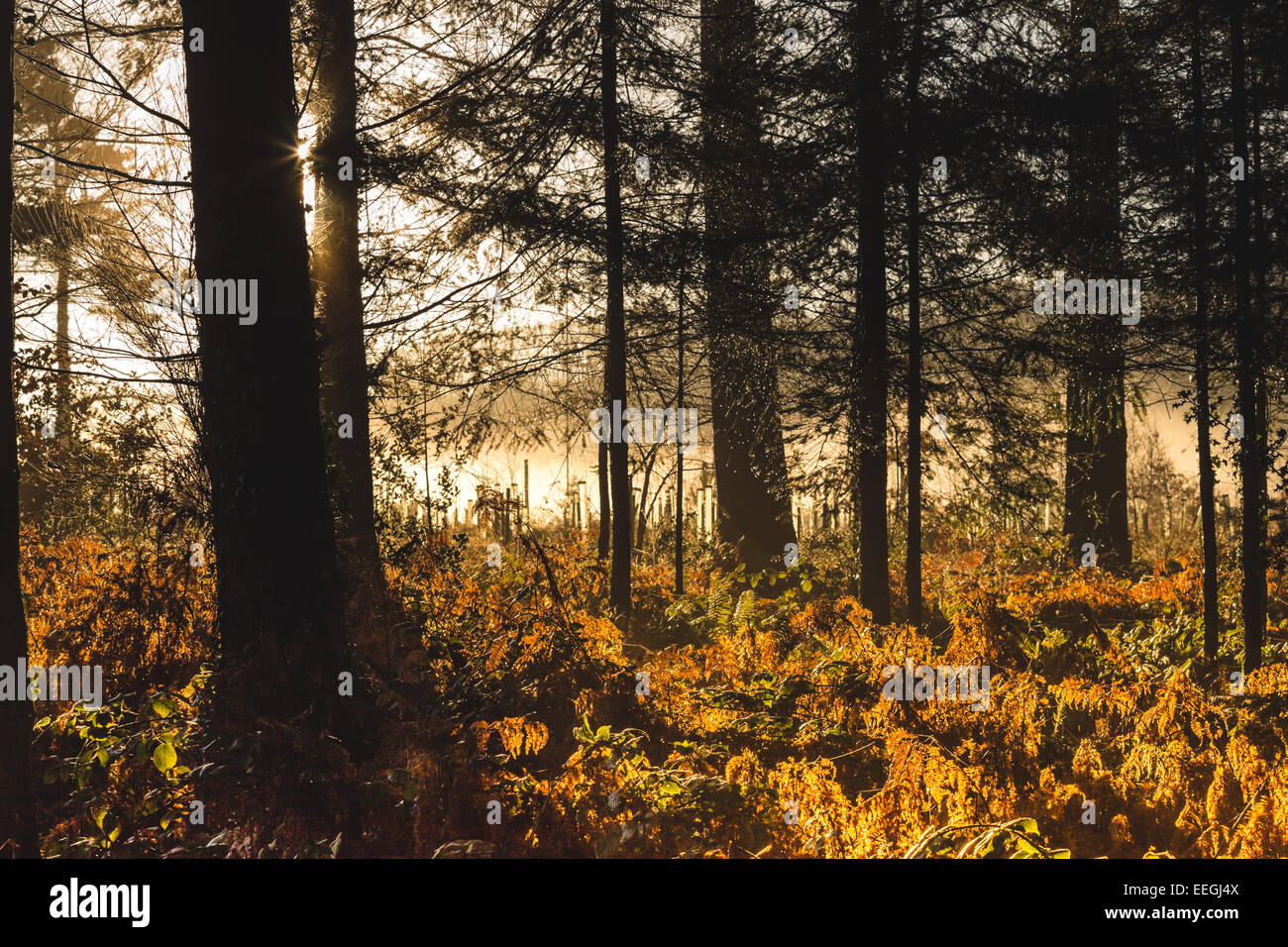 Backlit woodland scene with ferns dying back Stock Photo - Alamy