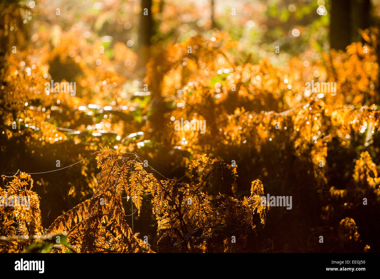 Backlit woodland scene with ferns dying back Stock Photo - Alamy