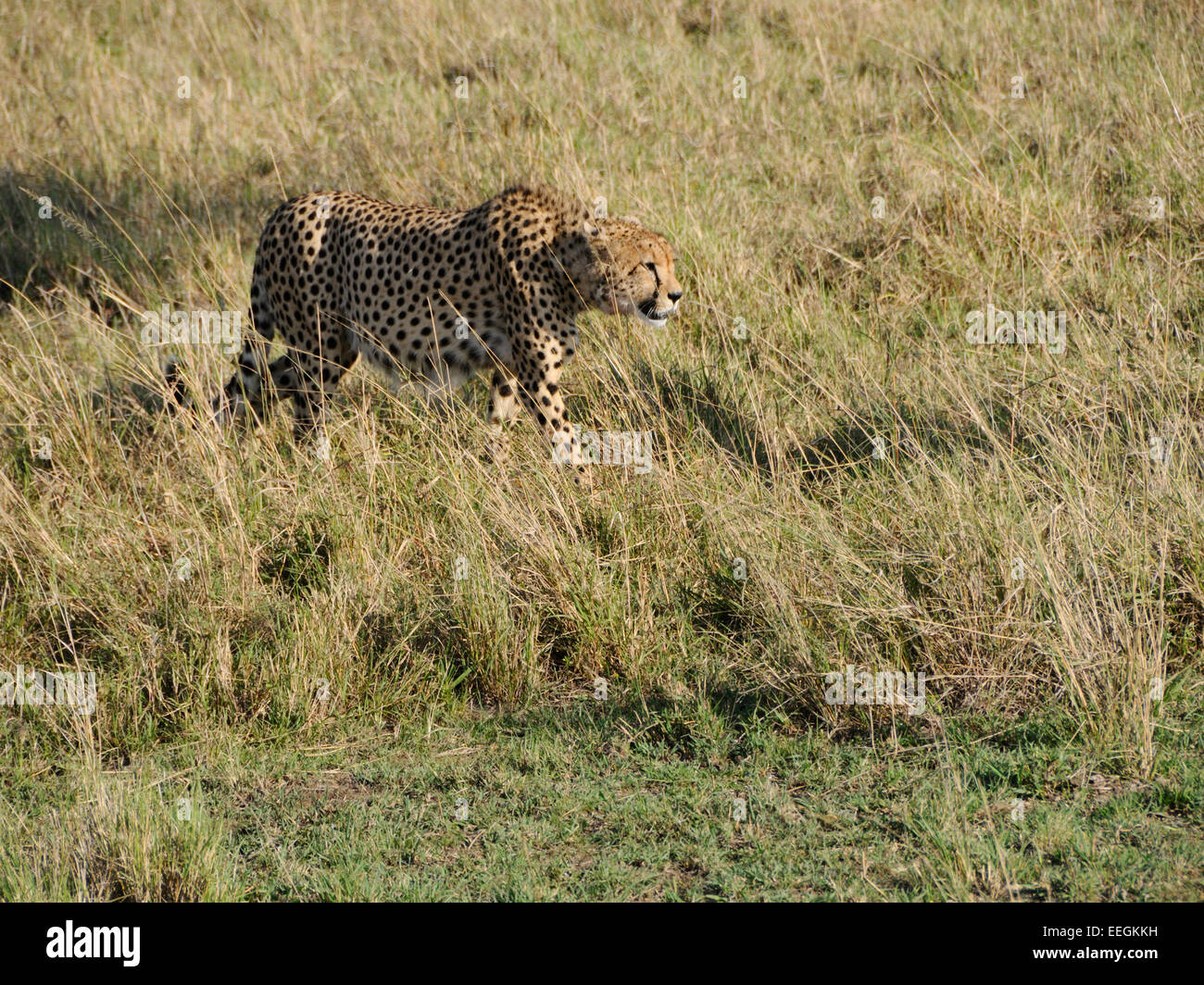 Cheetah scent marking hi-res stock photography and images - Alamy