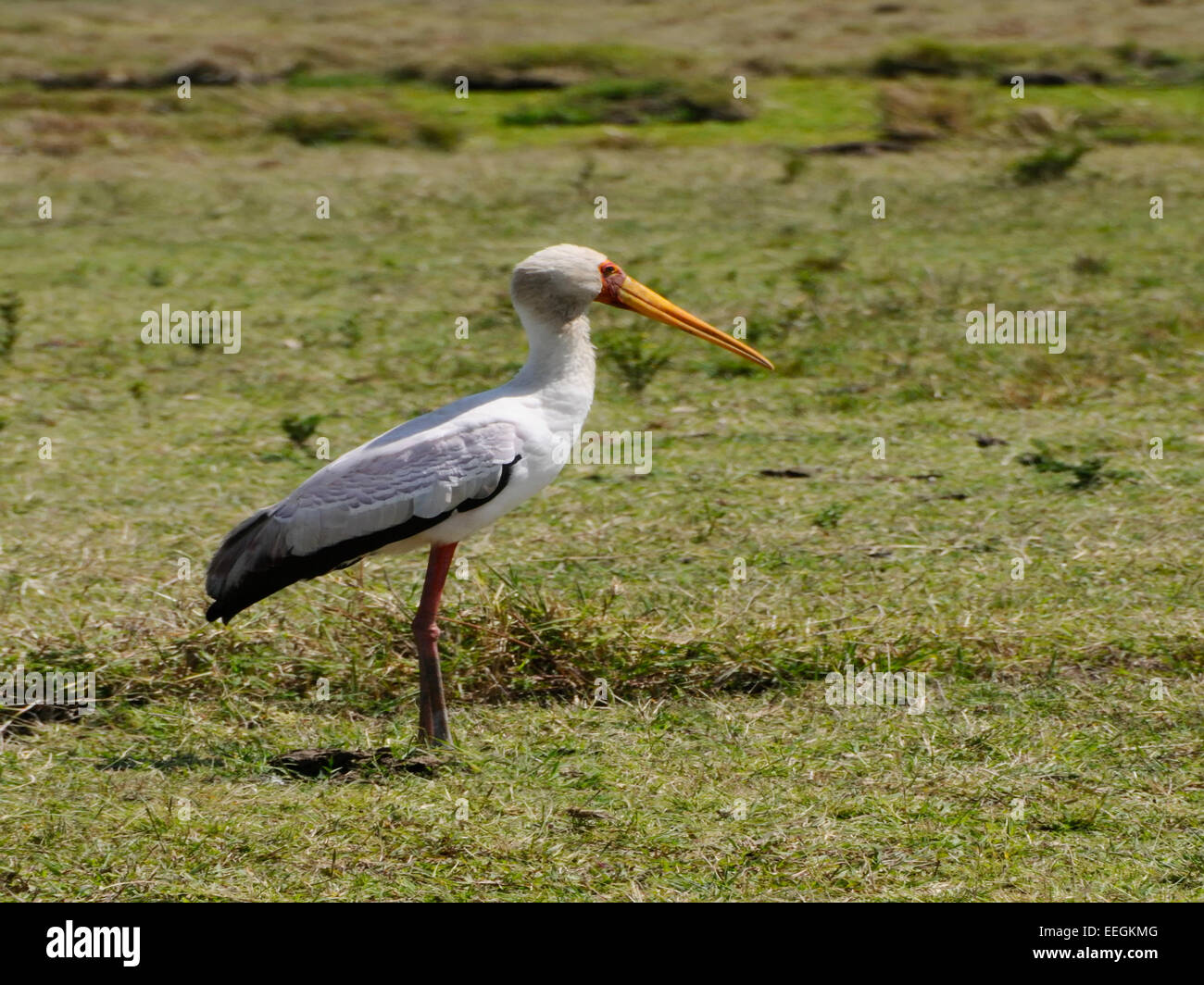 Kenyan Birds High Resolution Stock Photography and Images - Alamy
