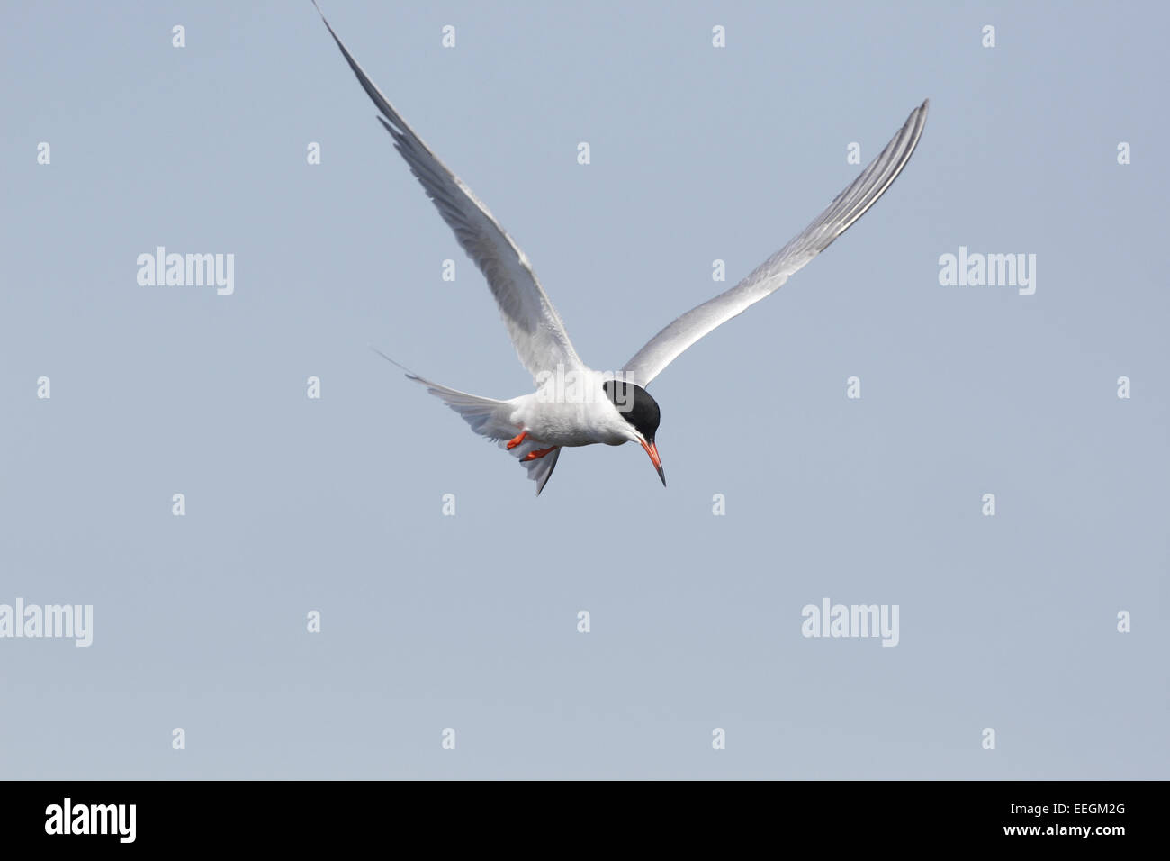 Common Tern in flight Stock Photo - Alamy