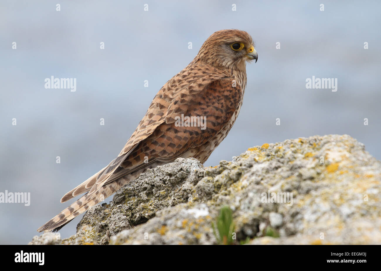 Female kestrel hi-res stock photography and images - Alamy
