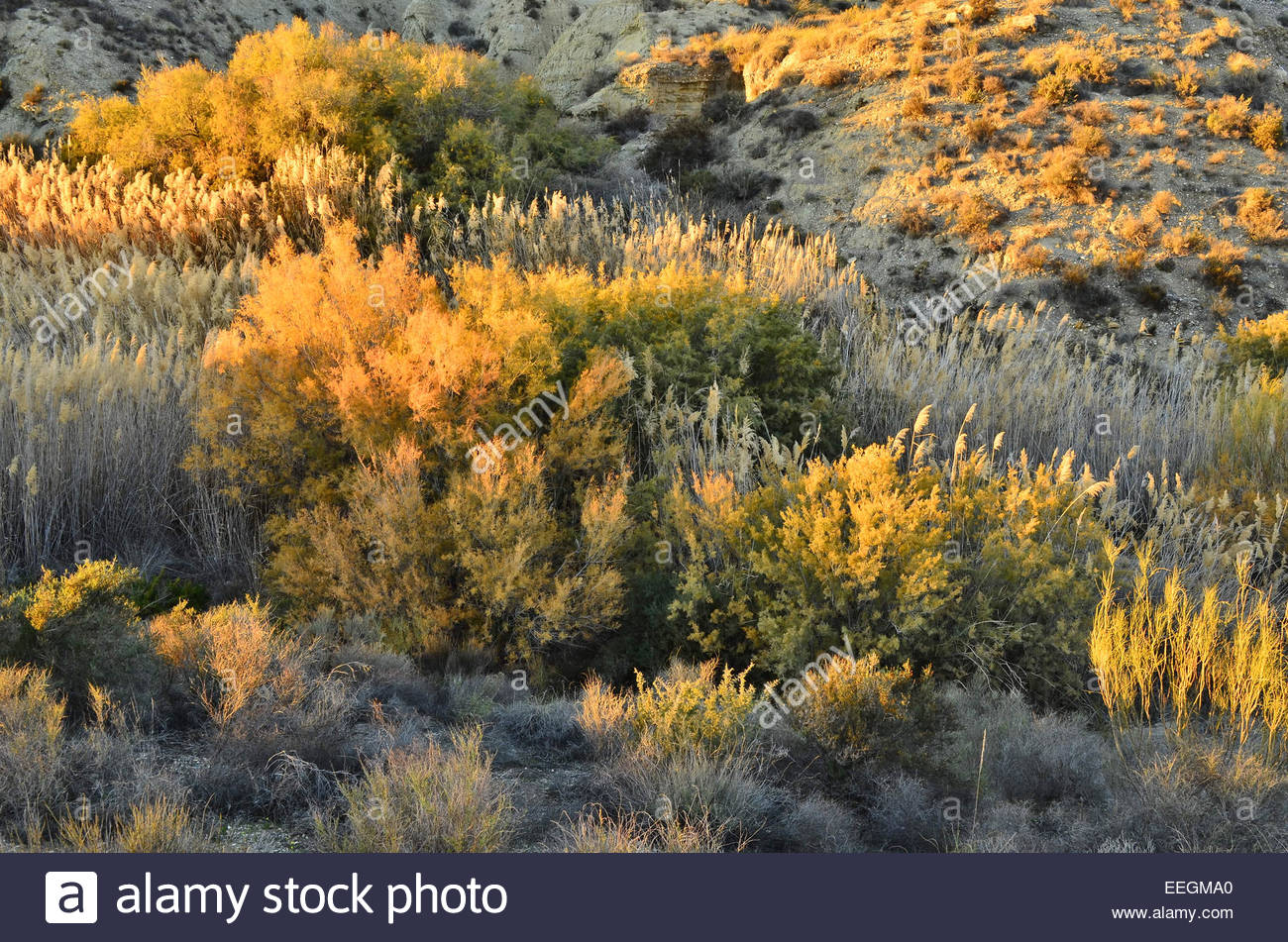 Arid Grassland High Resolution Stock Photography and Images - Alamy