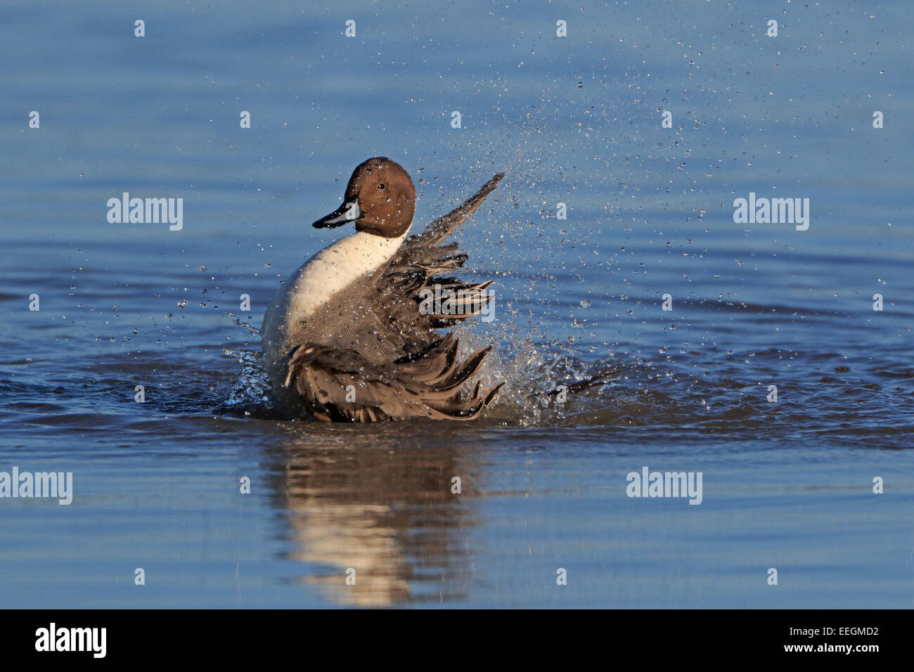 Male Northern Pintail washing its feathers Stock Photo - Alamy