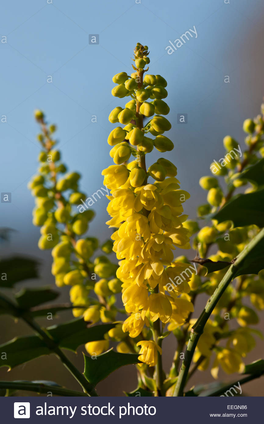 Mahonia Winter Sun Stock Photos & Mahonia Winter Sun Stock Images - Alamy