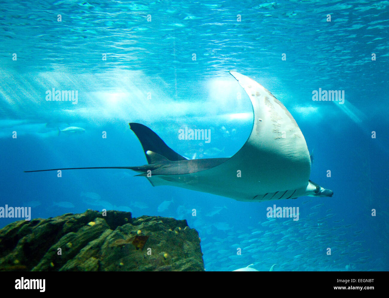 Shark and ray tank hi-res stock photography and images - Alamy
