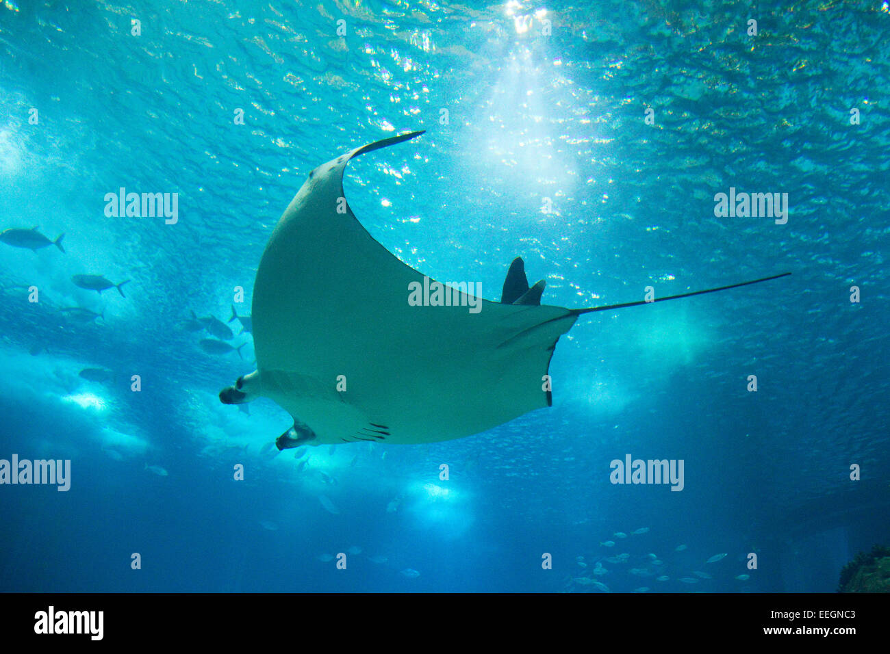 Shark and ray tank hi-res stock photography and images - Alamy
