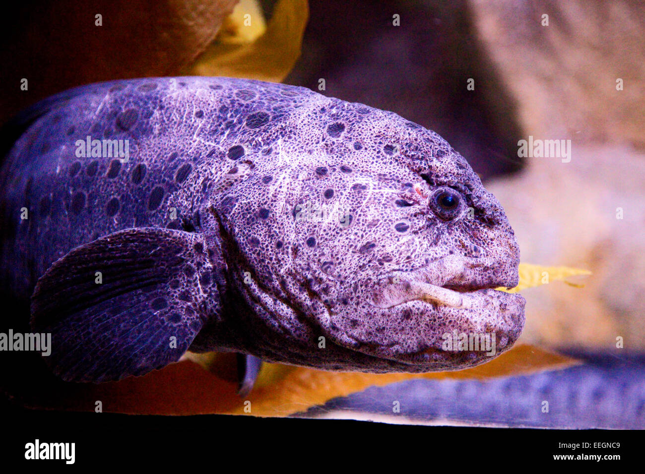 Eel fish hi-res stock photography and images - Alamy