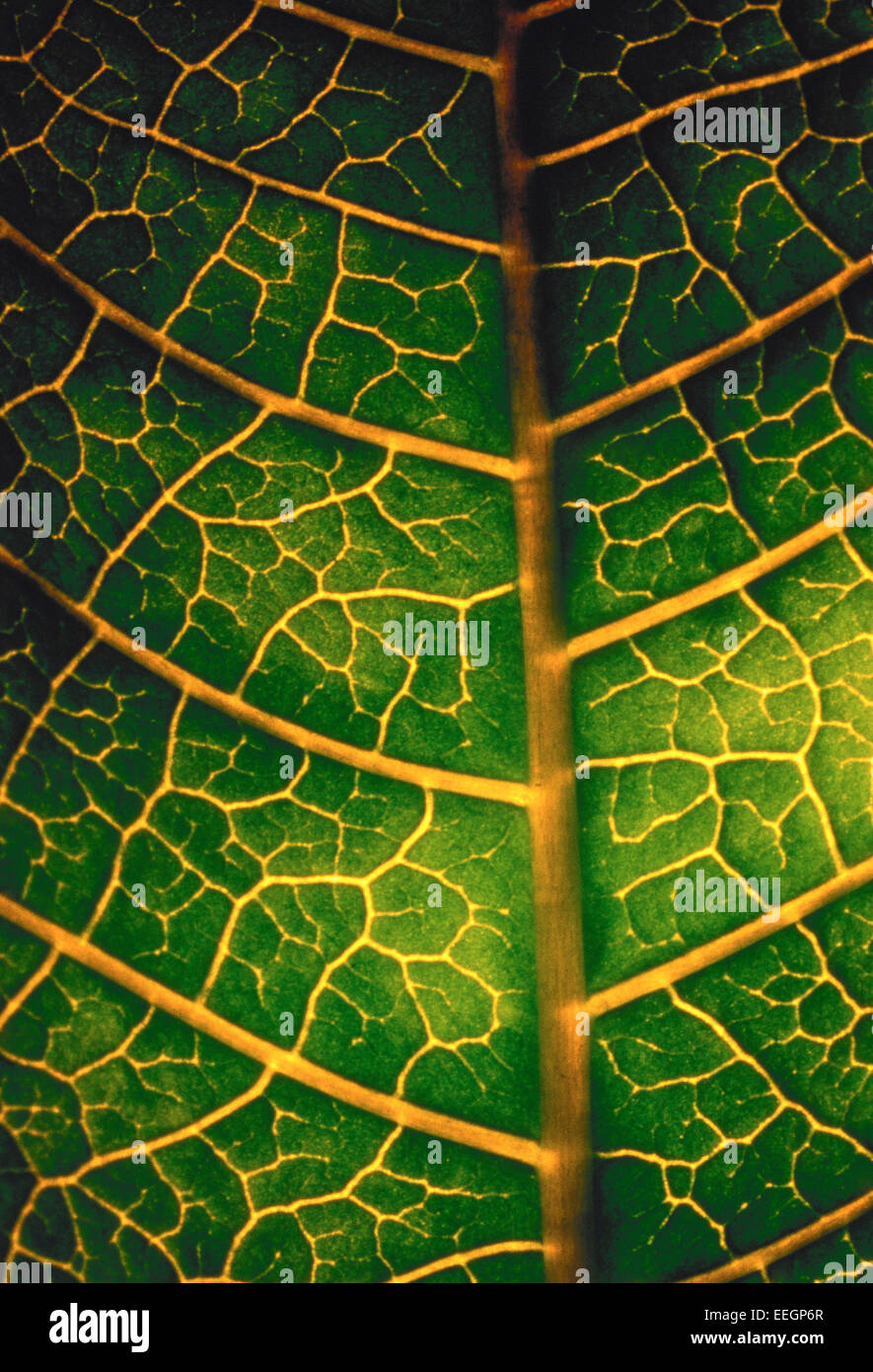 Close-Up of Leaf Stock Photo - Alamy