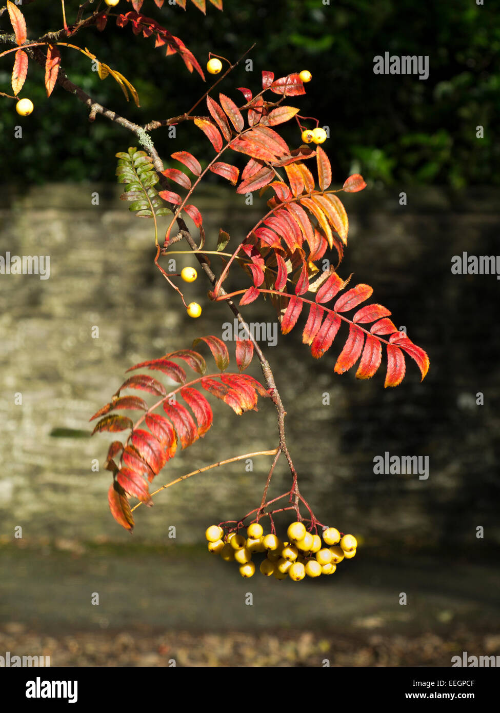 Rowan Leaves Stock Photos & Rowan Leaves Stock Images - Alamy