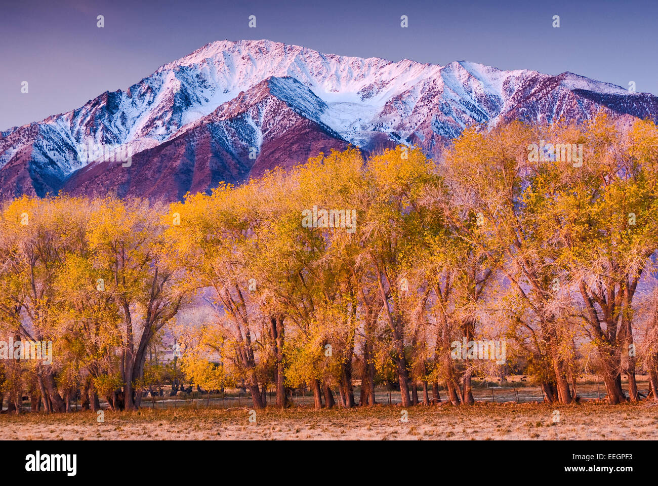 Mt Tom in Eastern Sierra Nevada and cottonwood trees in autumn foliage ...