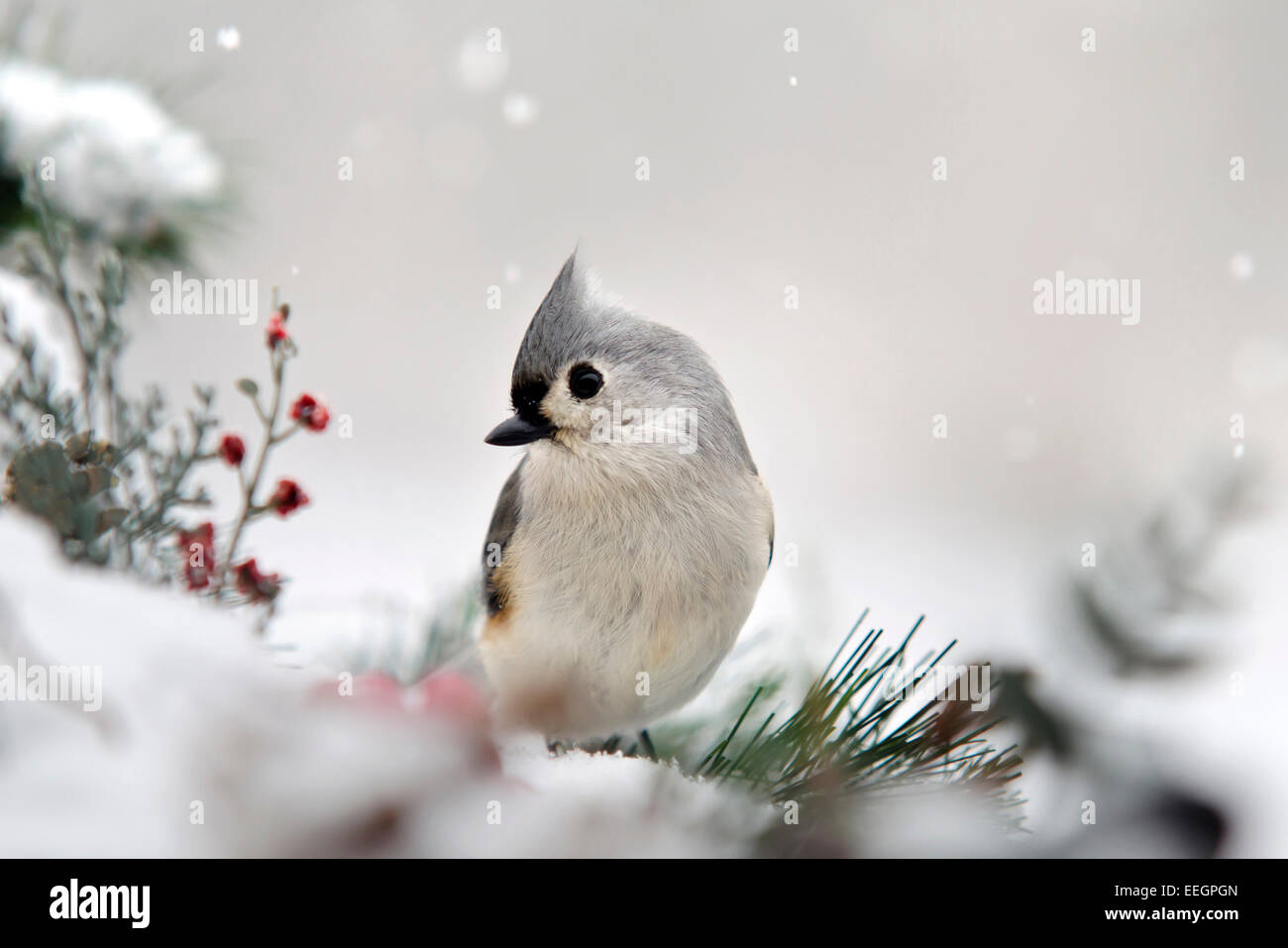 Bird Titmouse Stock Photos & Bird Titmouse Stock Images - Alamy