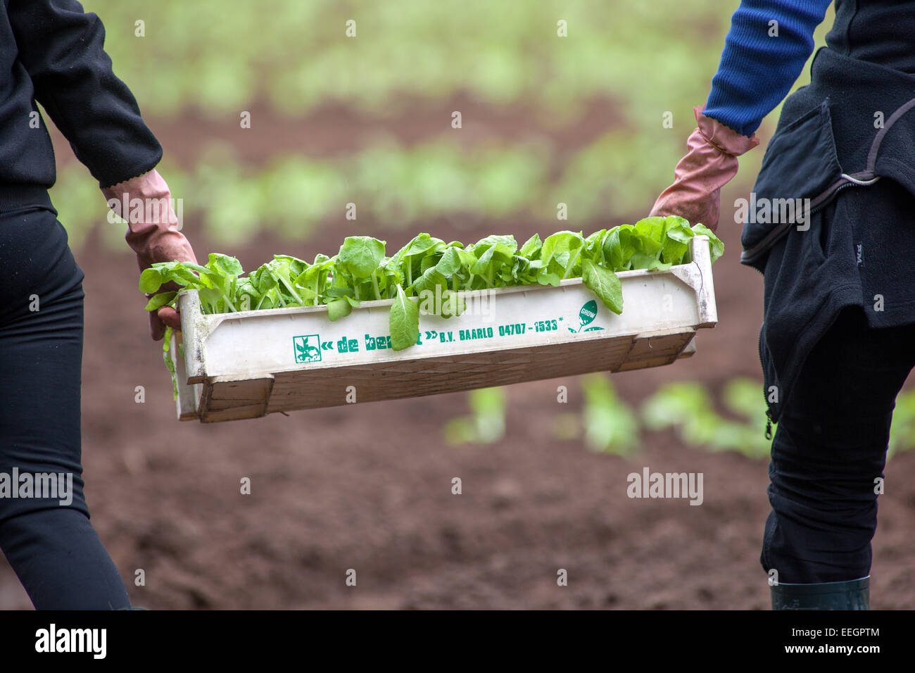 Chinese cabbage planting on field, Czech Republic Farmer spring produce ...