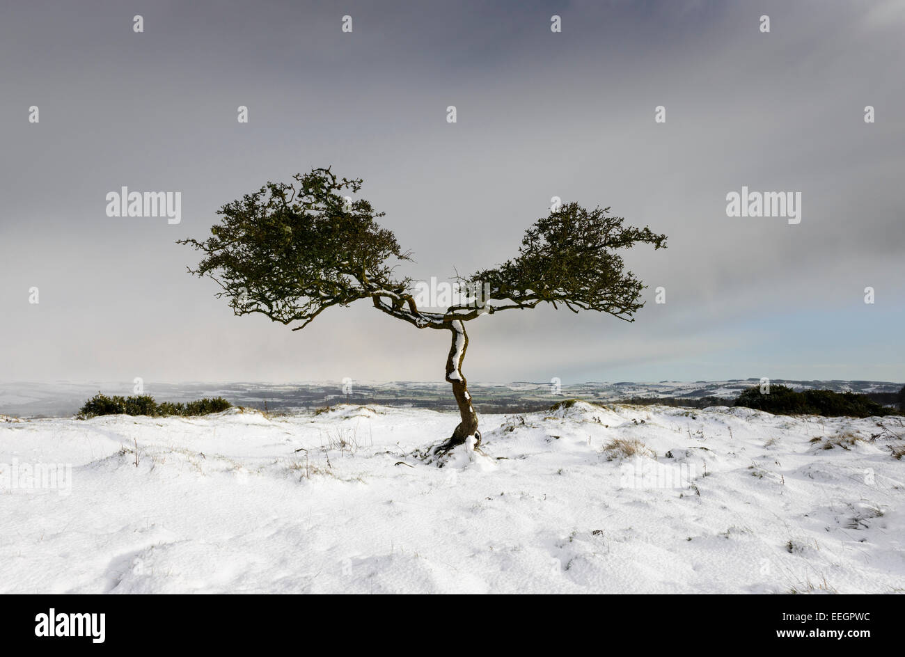 Deformed tree hi-res stock photography and images - Alamy