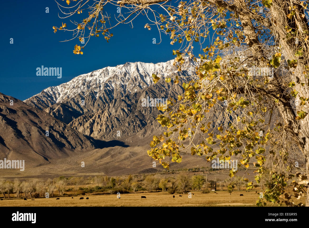 Wheeler Ridge in Eastern Sierra Nevada and cottonwood tree in autumn ...