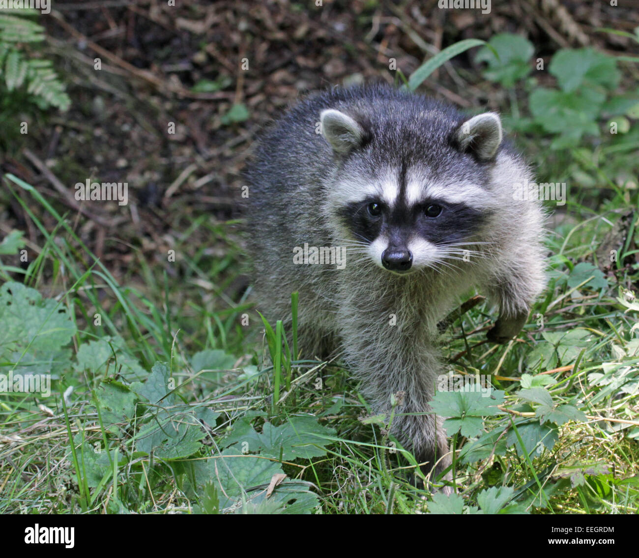Alert Raccoon Cub Stock Photo - Alamy