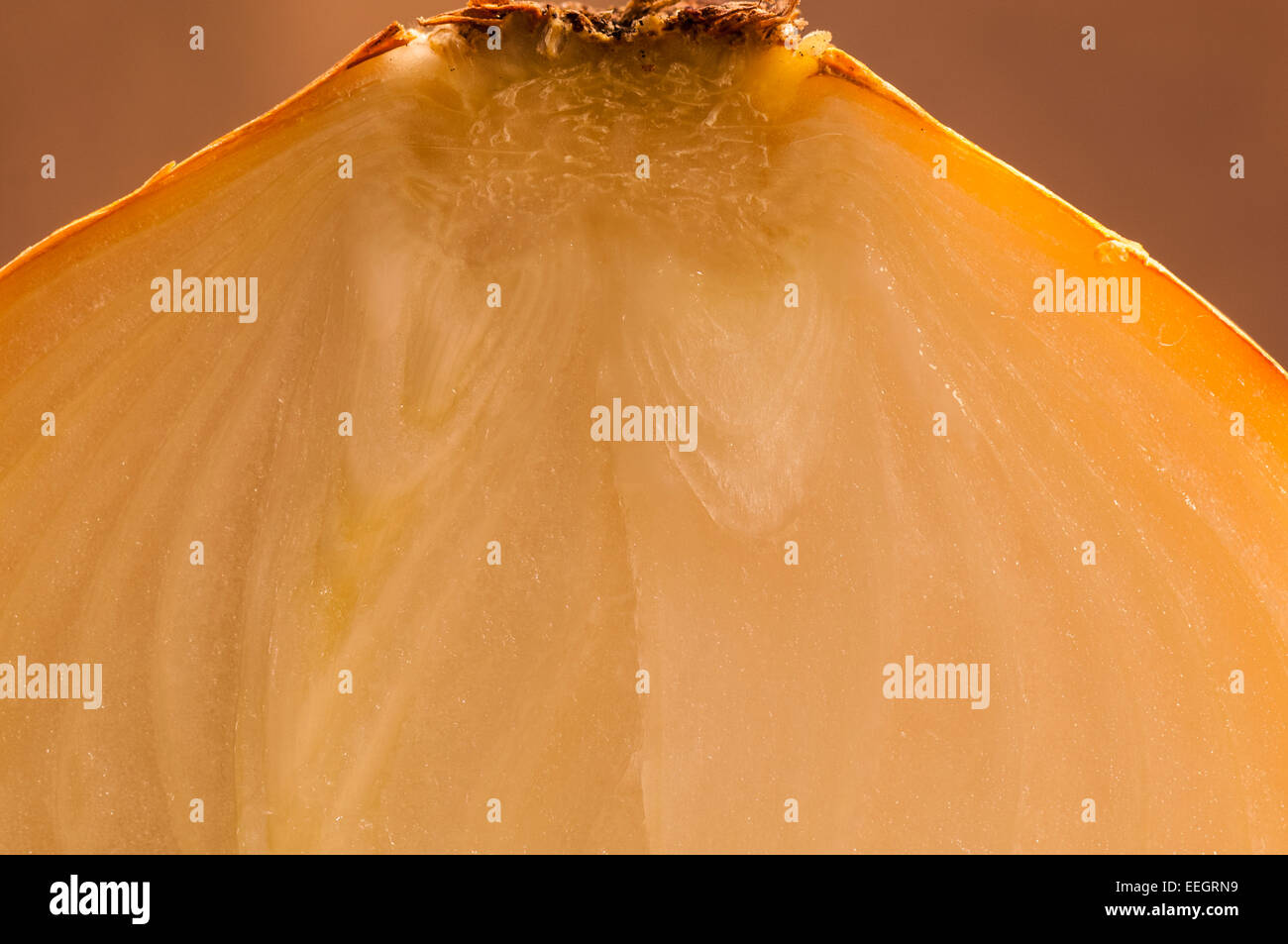 A macro photograph of half an onion showing the layers inside Stock ...