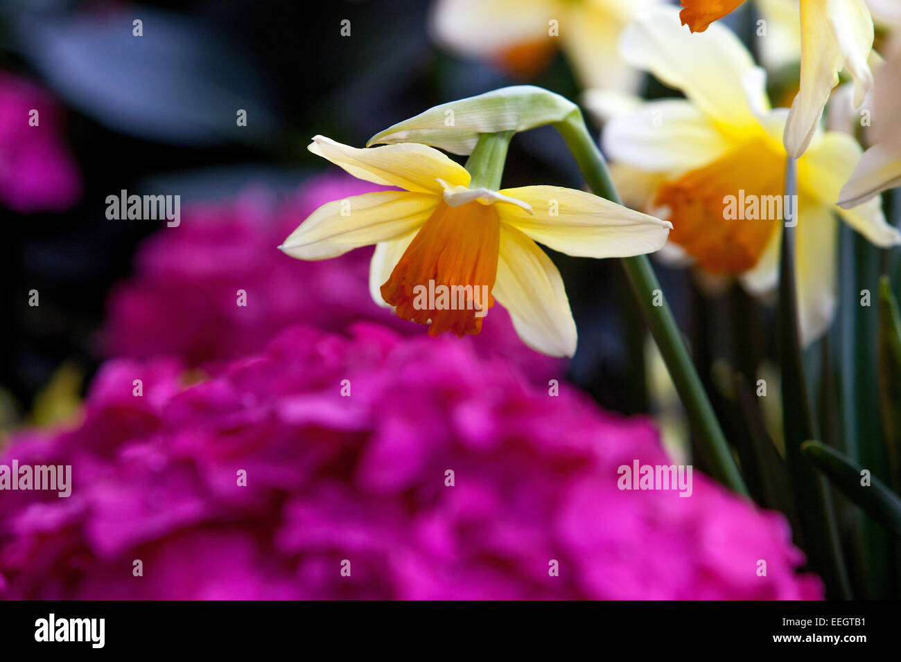Yellow White narcissus flower Daffodil Spring flowers Stock Photo - Alamy
