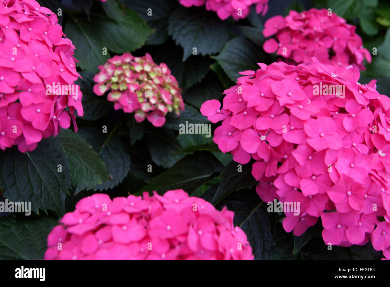 Hydrangea petals hi-res stock photography and images - Alamy