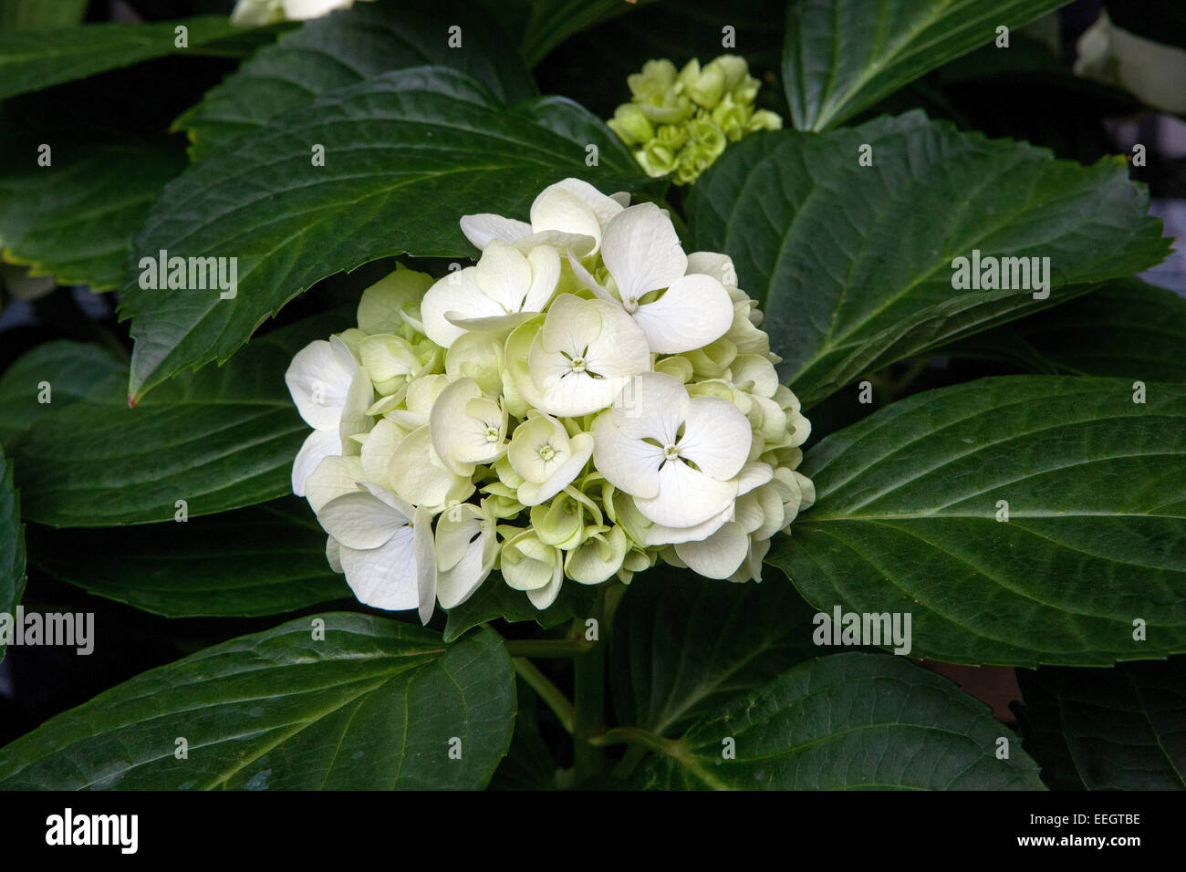 Hydrangea macrophylla white flowering Stock Photo - Alamy