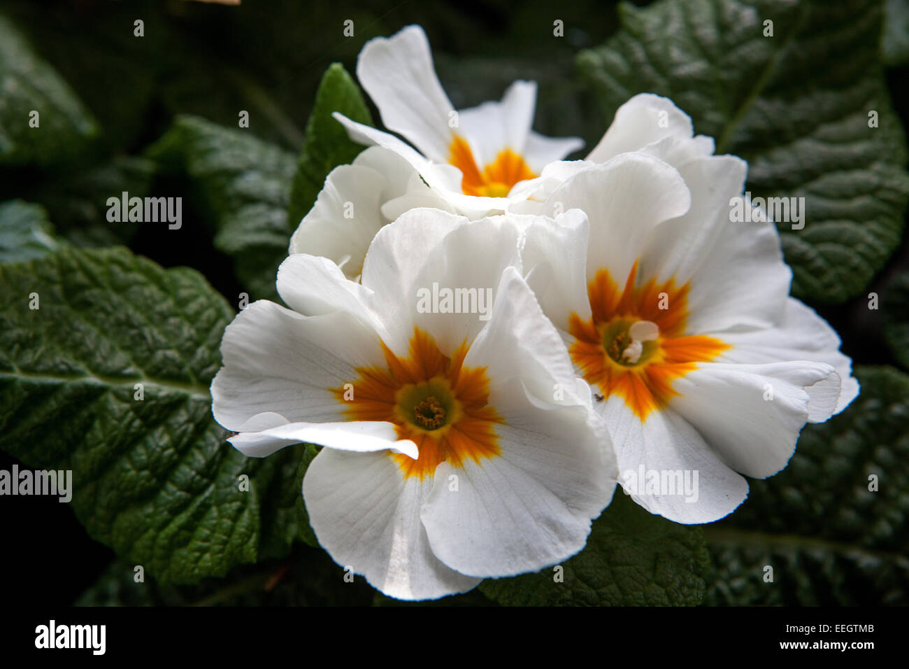 White primrose plant (primula) hi-res stock photography and images - Alamy