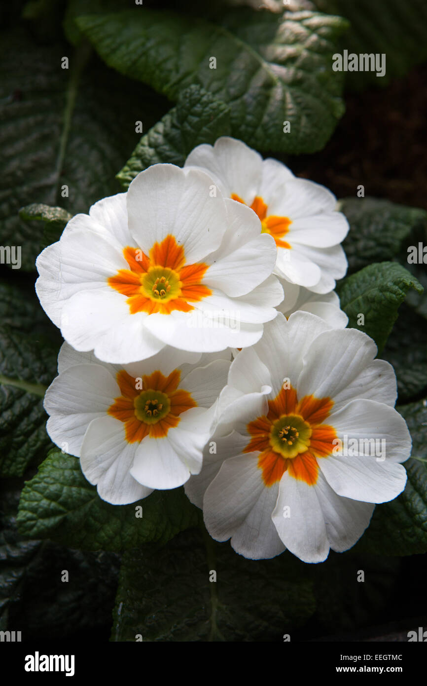 Primula acaulis, primrose, white polyanthus, primroses orange center ...