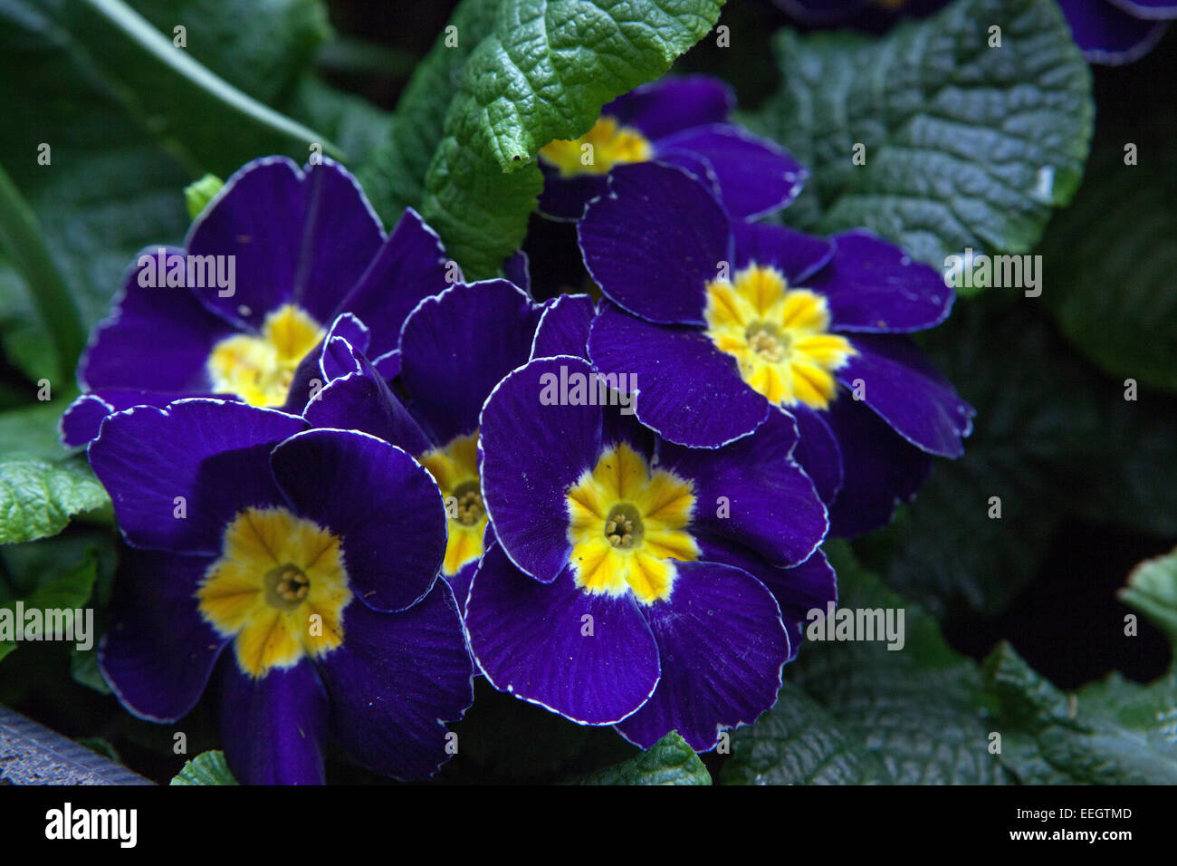 Primula acaulis, primrose, polyanthus, primroses Stock Photo - Alamy