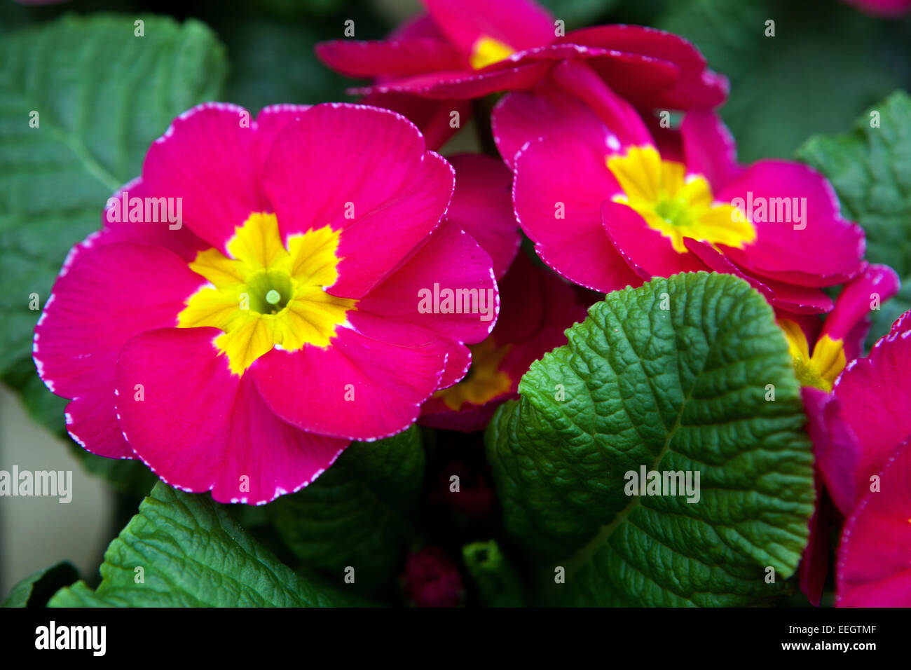 Primula acaulis primrose hi-res stock photography and images - Alamy
