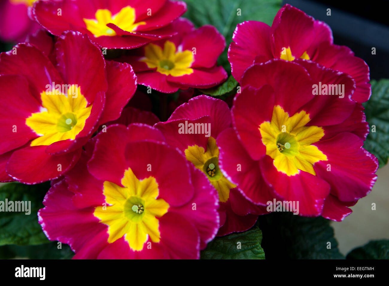 Primula acaulis, primrose, polyanthus, primroses Stock Photo - Alamy