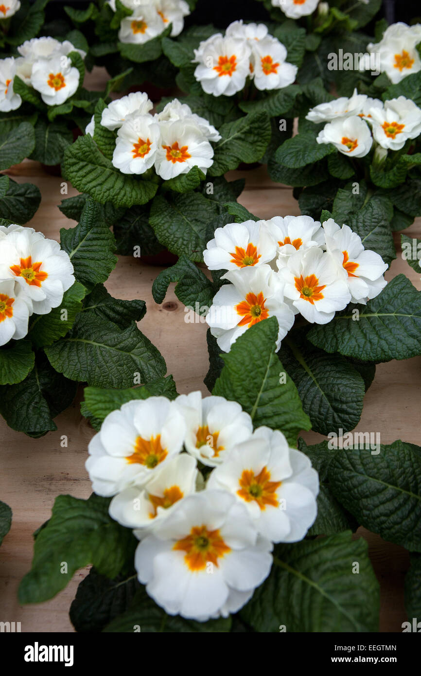 Primula acaulis, primrose, polyanthus, primroses Stock Photo - Alamy