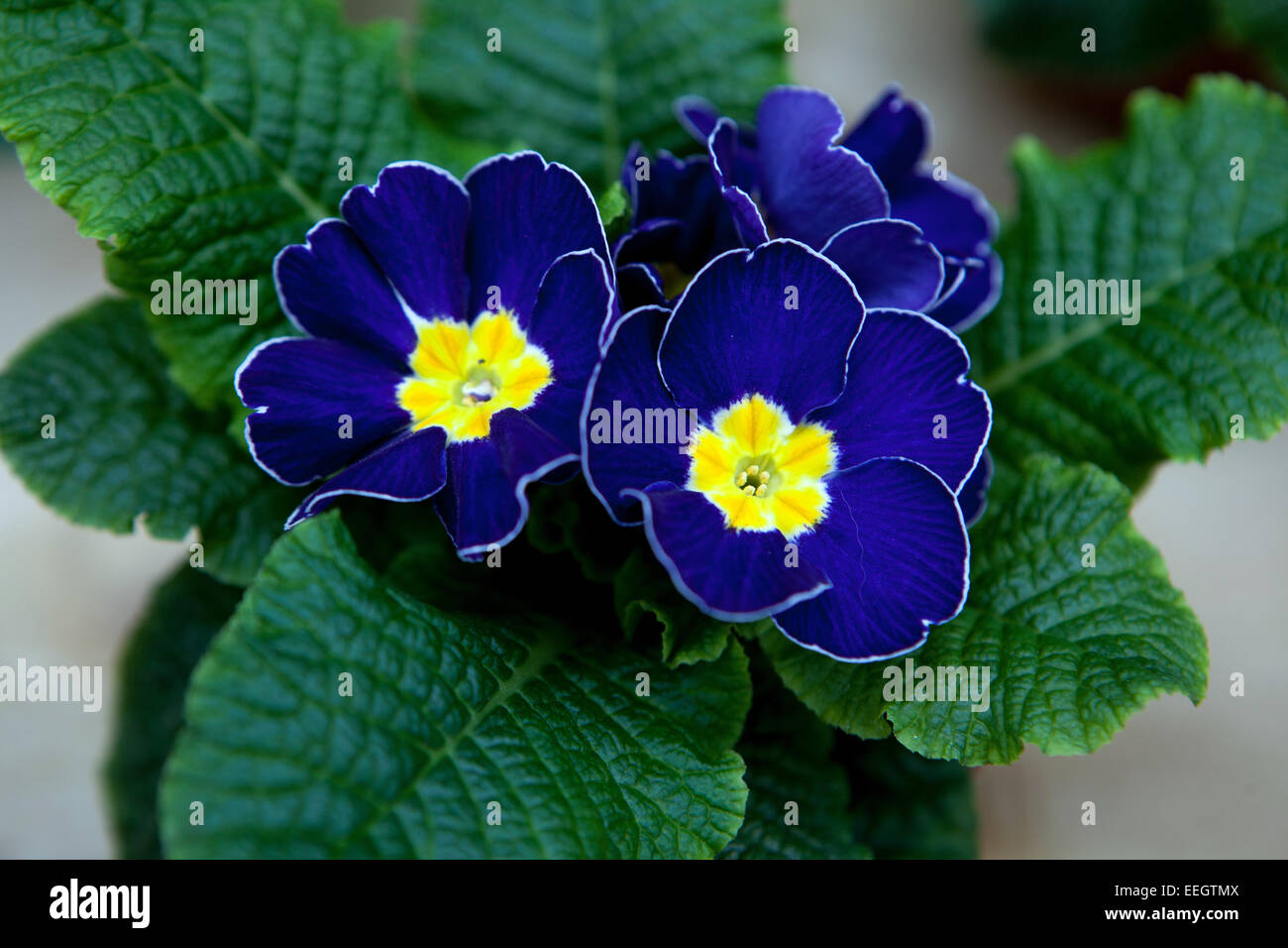Blue Evening Primrose Flower