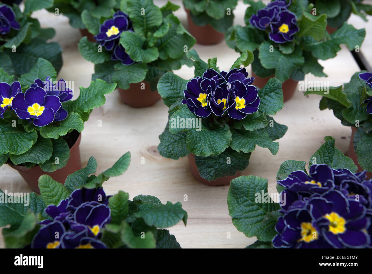 Primula acaulis, primrose, polyanthus primroses in pots Stock Photo - Alamy