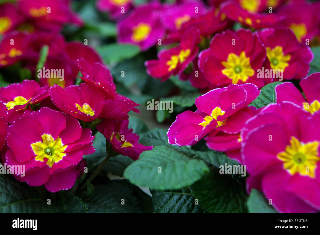 Pink primula vulgaris primrose hi-res stock photography and images - Alamy
