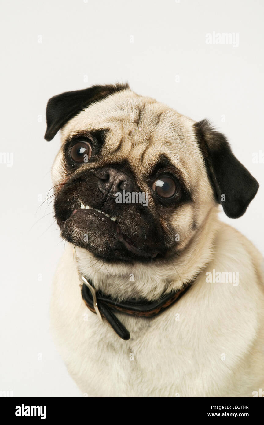 Confused pug hi-res stock photography and images - Alamy