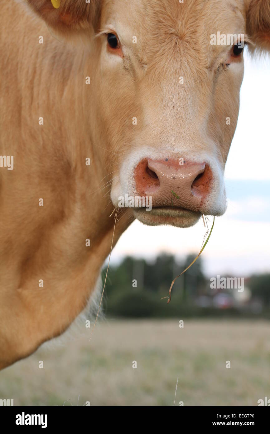 Close up cattle cow eating hi-res stock photography and images - Alamy