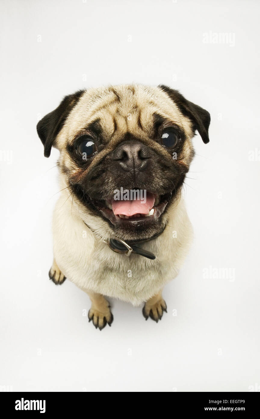 Begging pug hi-res stock photography and images - Alamy