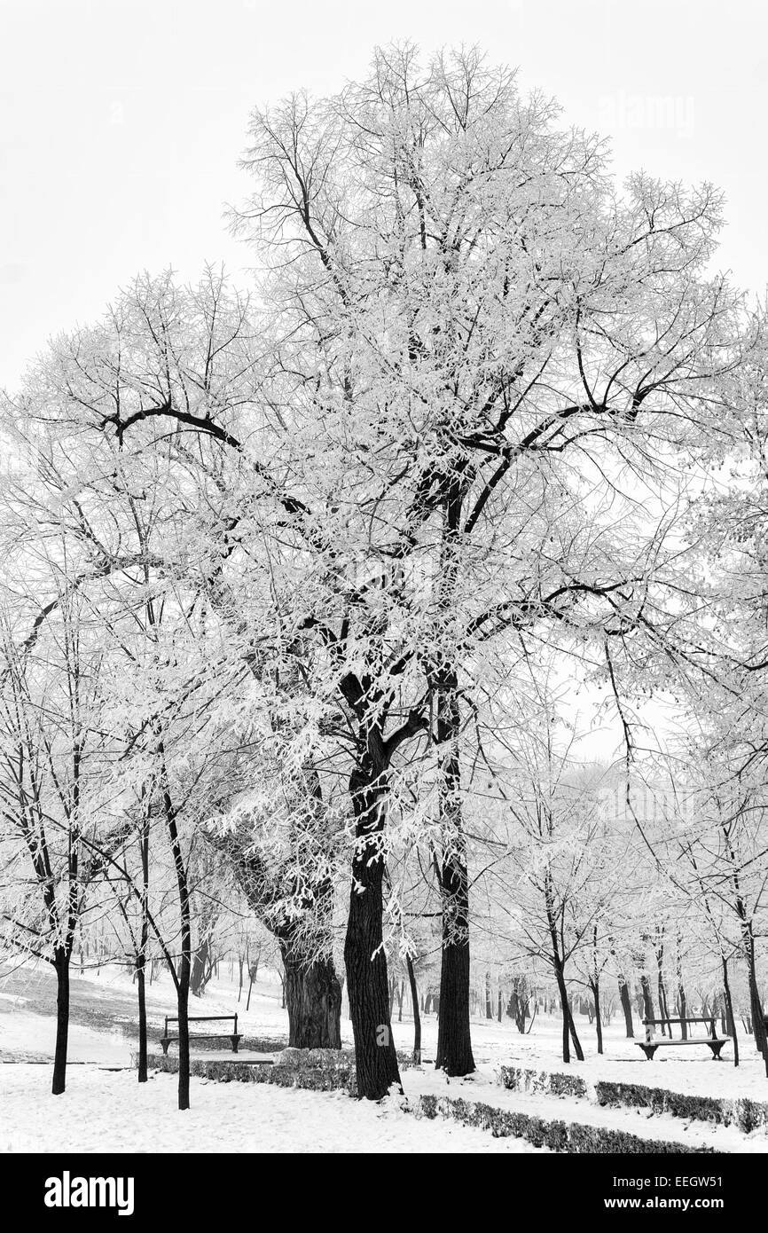 Snow clinging to tree branches hi-res stock photography and images - Alamy