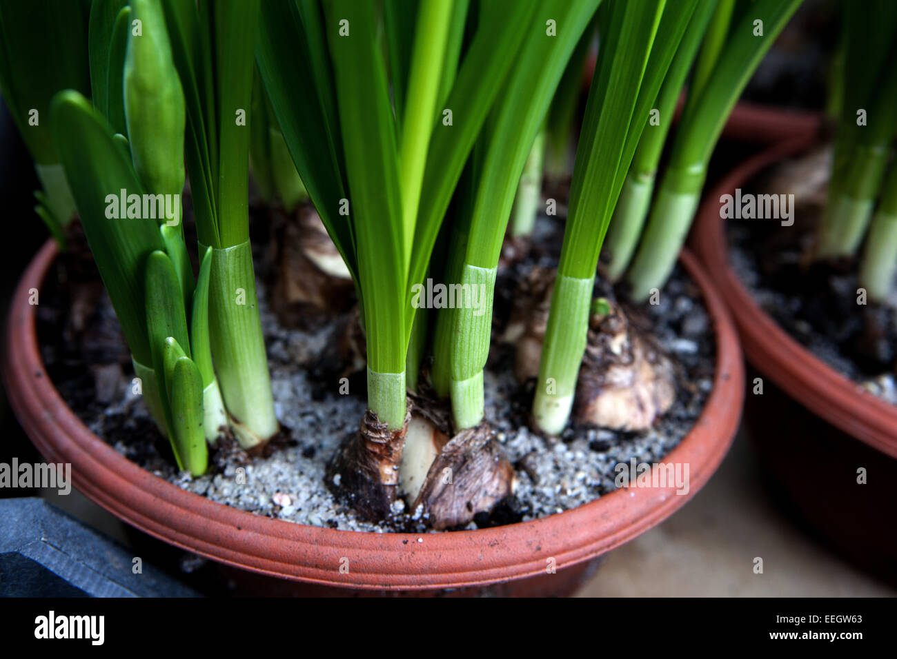 Budding plant hi-res stock photography and images - Alamy