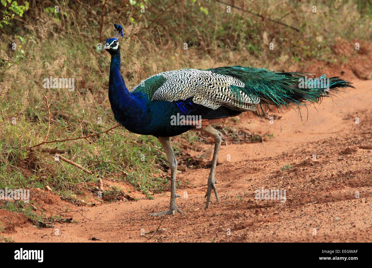 Sri lanka peacock hi-res stock photography and images - Alamy