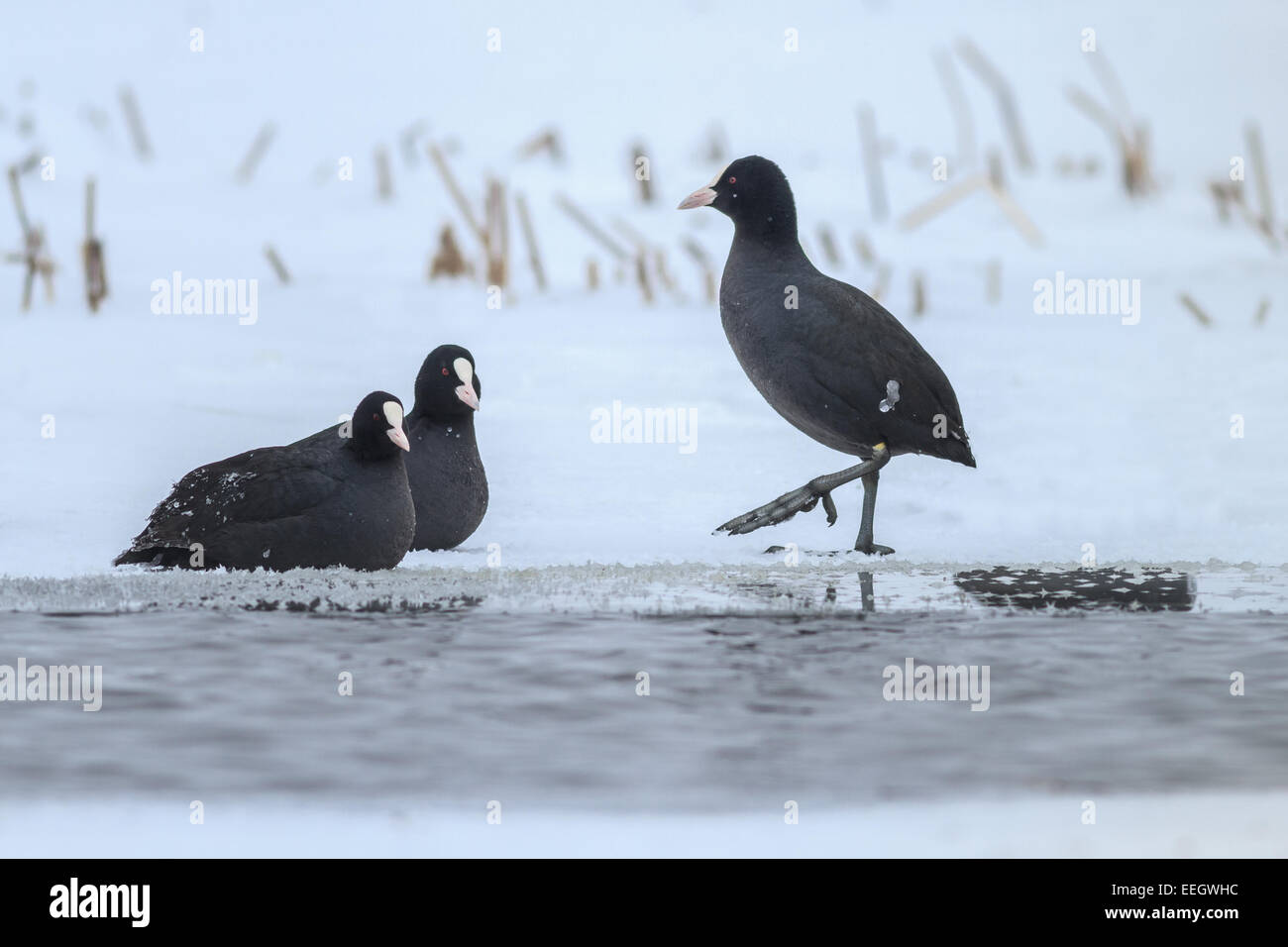Coot in snow hi-res stock photography and images - Alamy