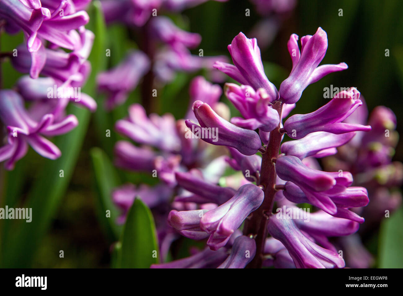 Hyacinth flowers on pink hi-res stock photography and images - Alamy