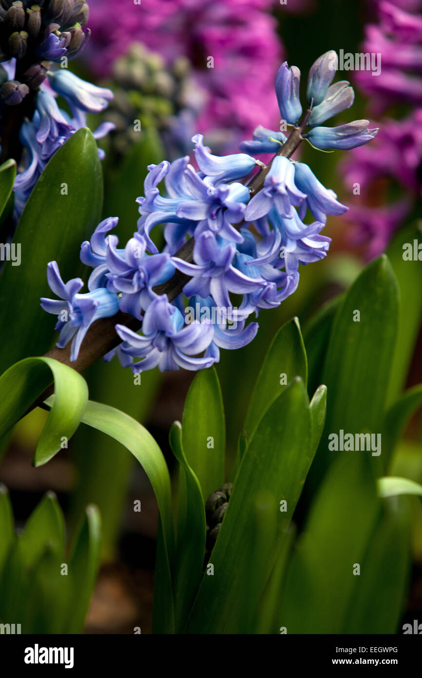 Hyacinth flowers in bloom Stock Photo - Alamy