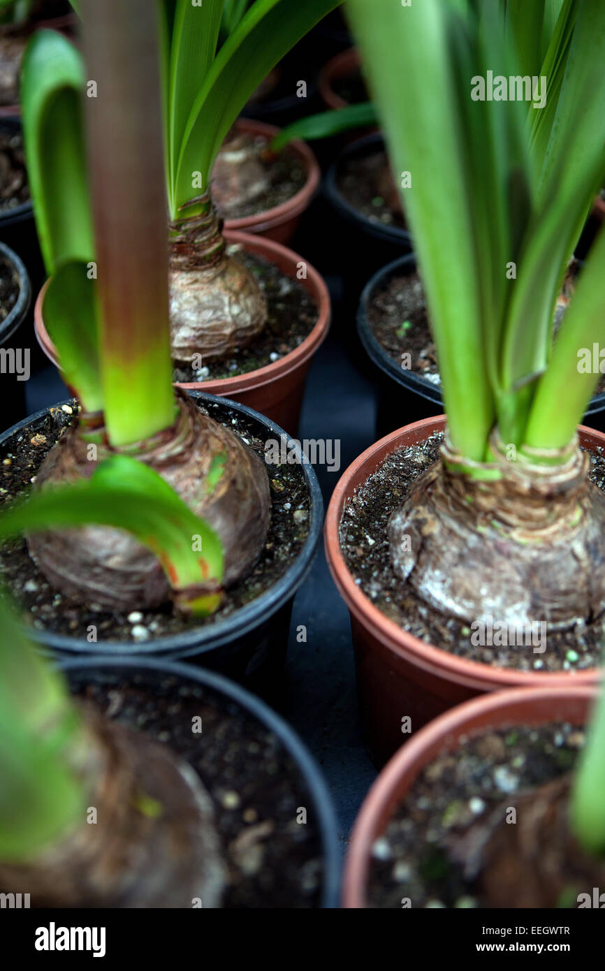 Hippeastrum bulbs hi-res stock photography and images - Alamy