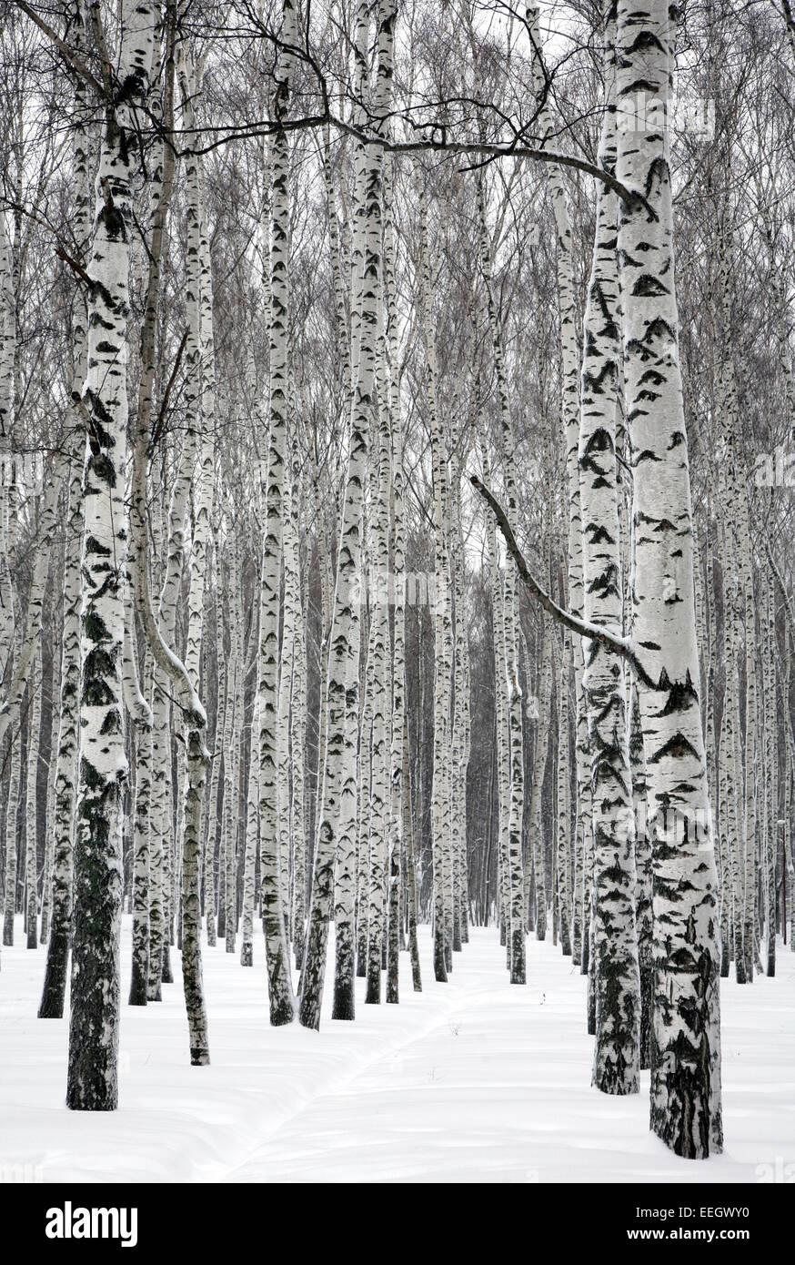 Birch in winter with frosty branches hi-res stock photography and ...