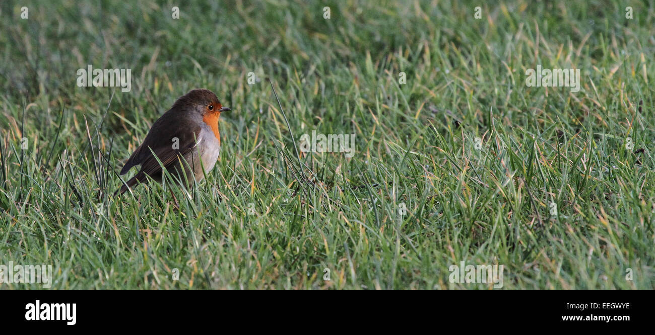 Robin on grass Stock Photo - Alamy