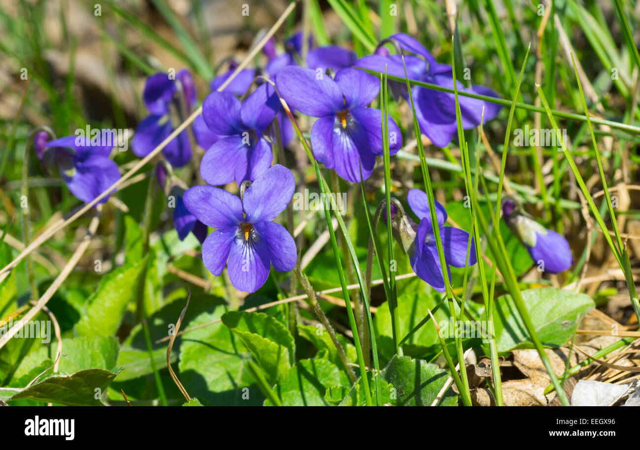 Family of wild viola flowers among spring grass Stock Photo - Alamy