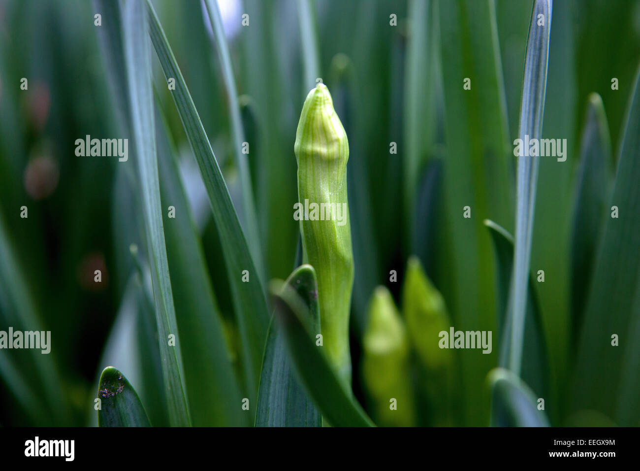 narcissus daffodil bud shoots Stock Photo - Alamy