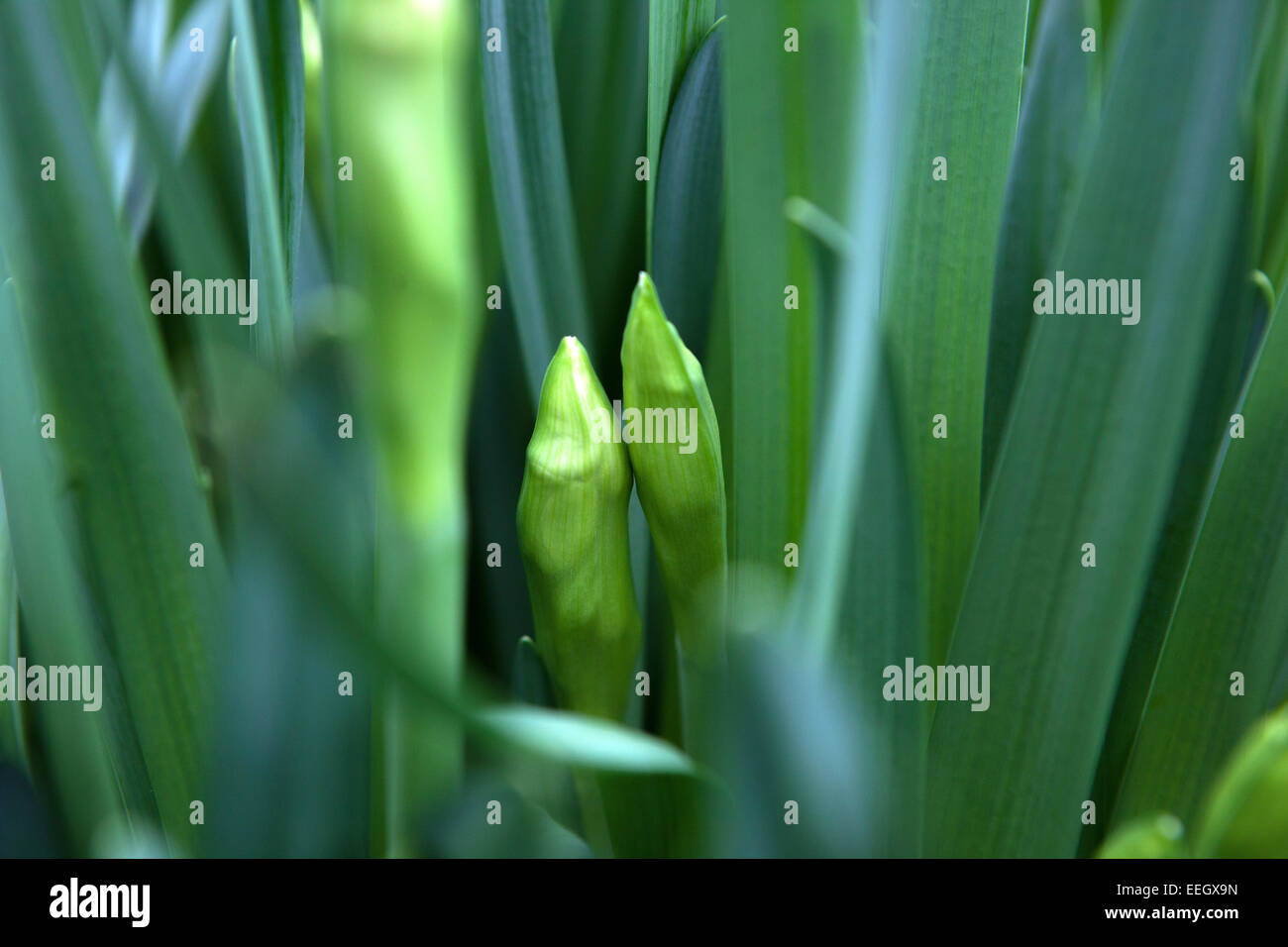 narcissus daffodil bud shoots Stock Photo - Alamy